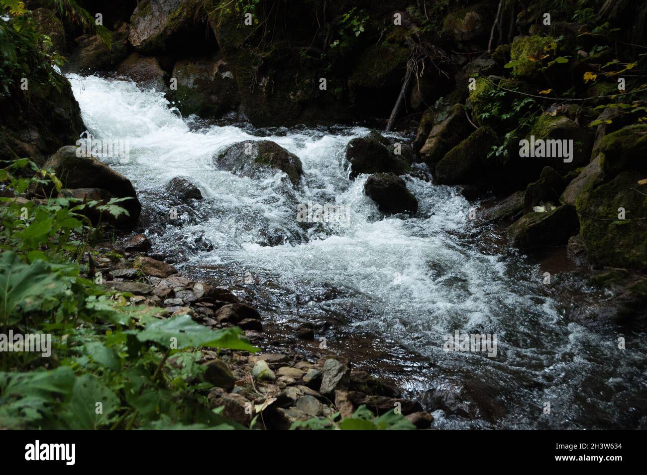 Wild brook in a small gorge in Austria Stock Photo - Alamy