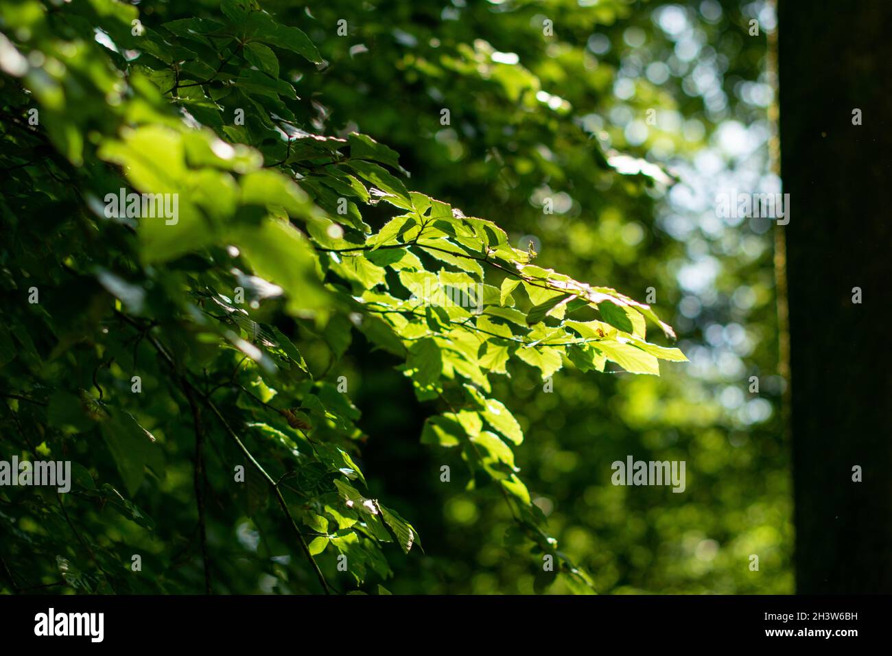Closeup shot of tree leaves in the sun Stock Photo - Alamy