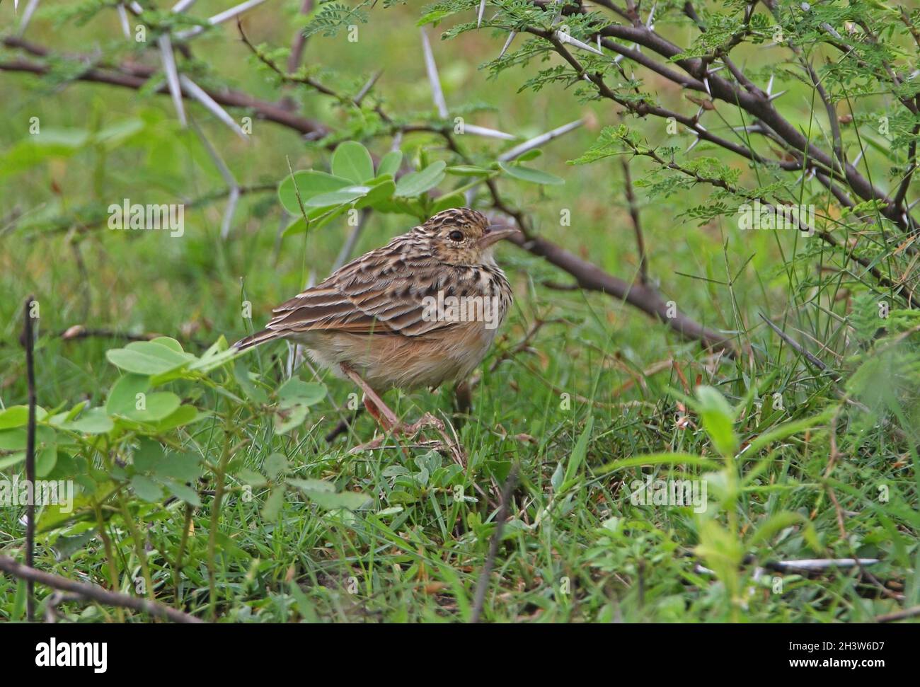 Jerdon's Bushlark (Mirafra affinis) adult catching caterpillar in mouth ...