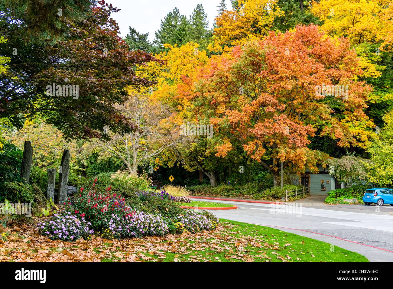 Fall colors at Seward Park in Seattle, Washington Stock Photo - Alamy