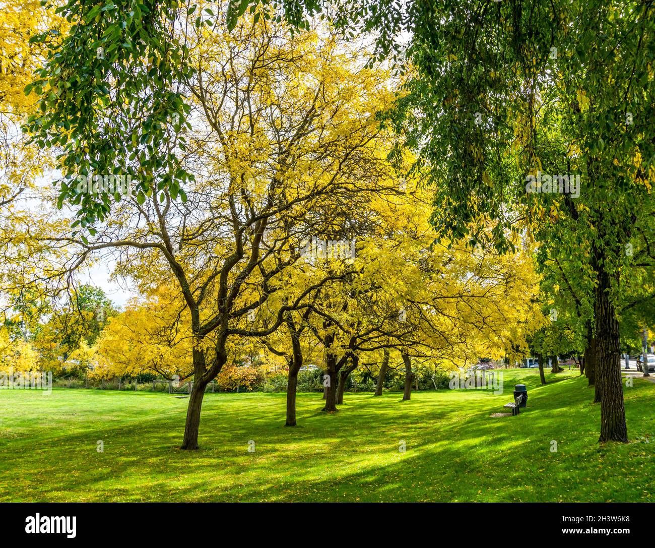 Autumn colors from trees at Beer Sheva Park in Seattle, Washiington ...