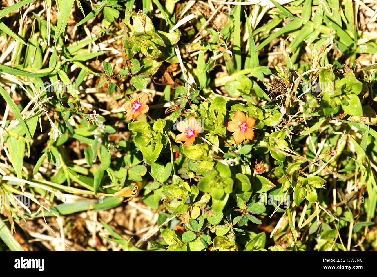 Grass and flowers for backgrounds and textures Stock Photo - Alamy