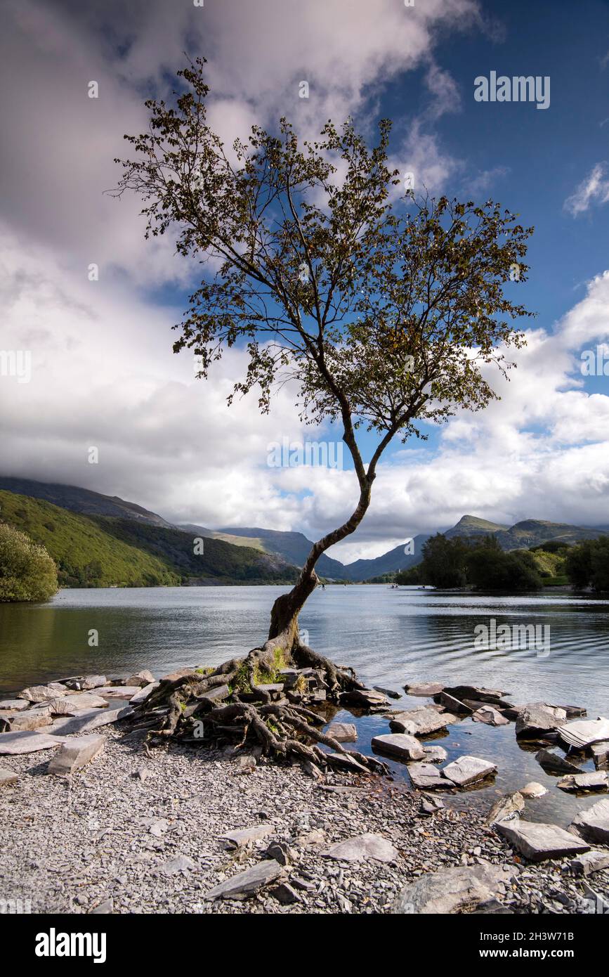 Lone tree at Llyn Padarn in Snowdonia, Gwynedd Wales United Kingdom ...