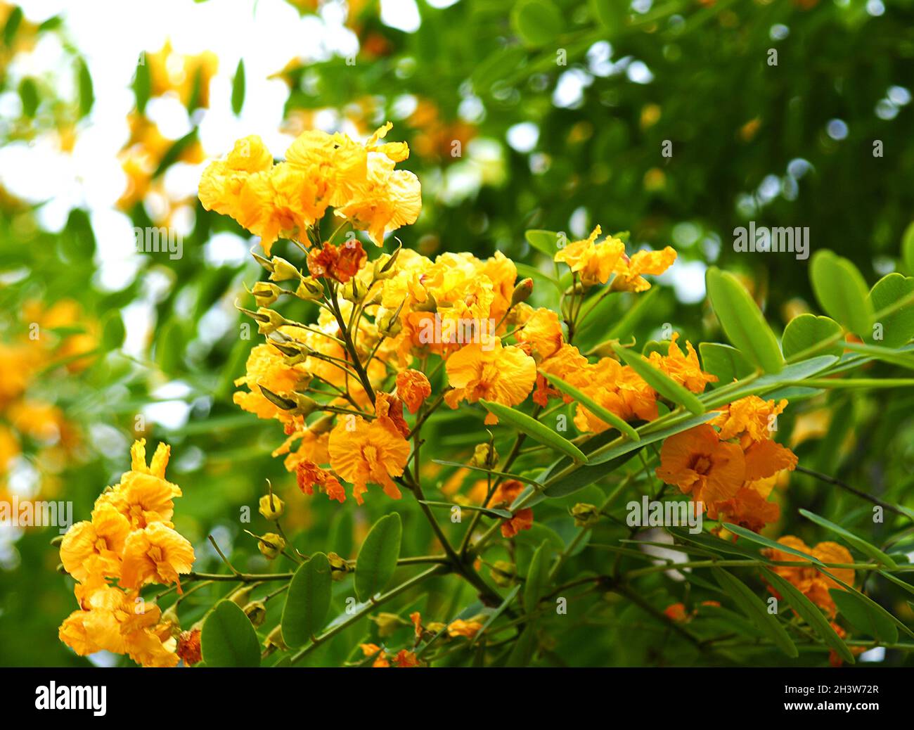 Shrub with yellow flowers in Barcelona, Catalunya, Spain, Europe Stock ...