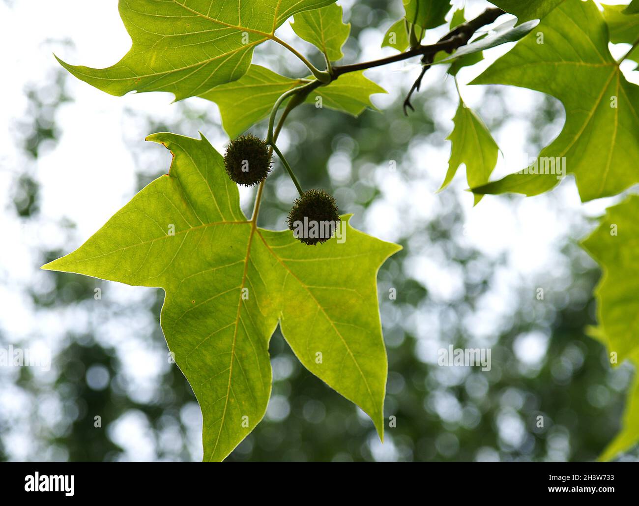 Sycamore forests hi-res stock photography and images - Alamy