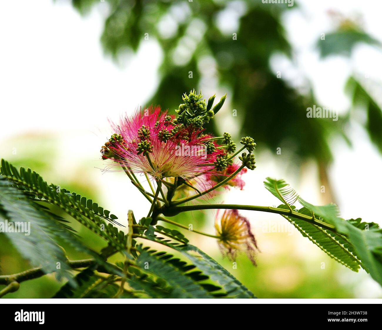 Europa flora y fauna hi-res stock photography and images - Alamy