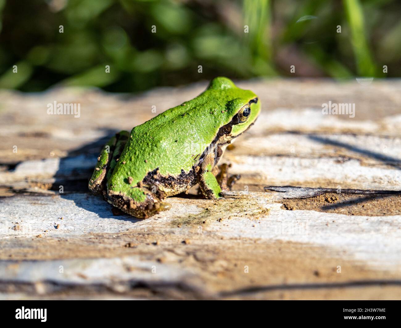 Japanese tree frog japan hi-res stock photography and images - Alamy