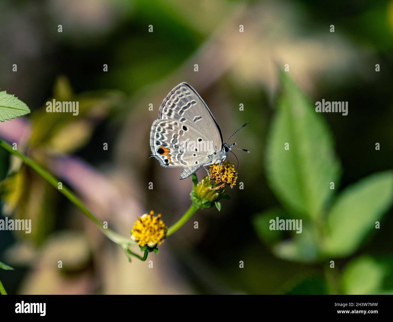 Closeup of a Luthrodes pandava on yellow flowers in a field under the ...
