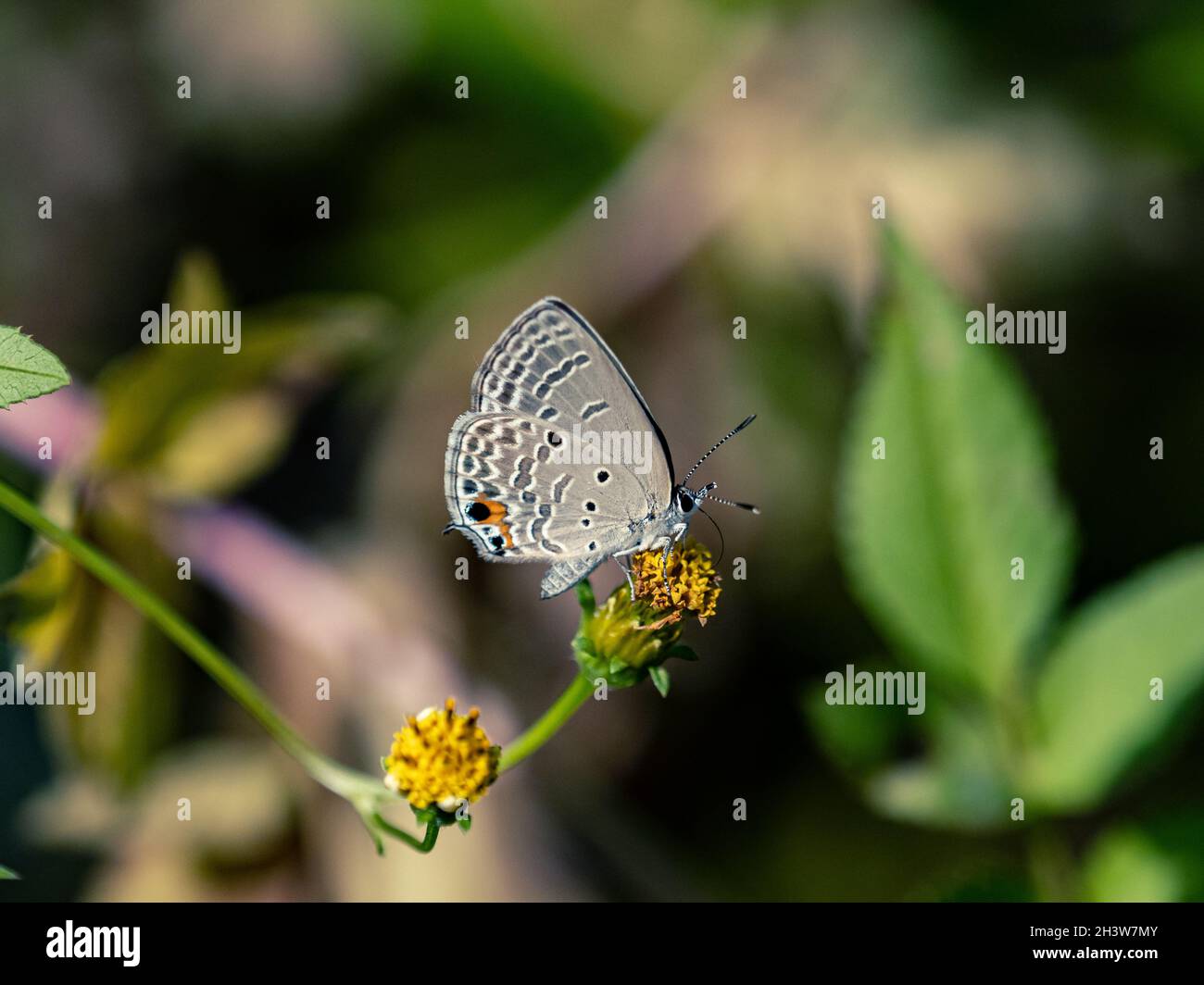 Luthrodes pandava on yellow flowers in a field under the sunlight with ...