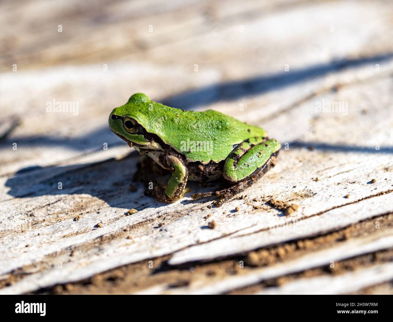 Frog japan hi-res stock photography and images - Alamy