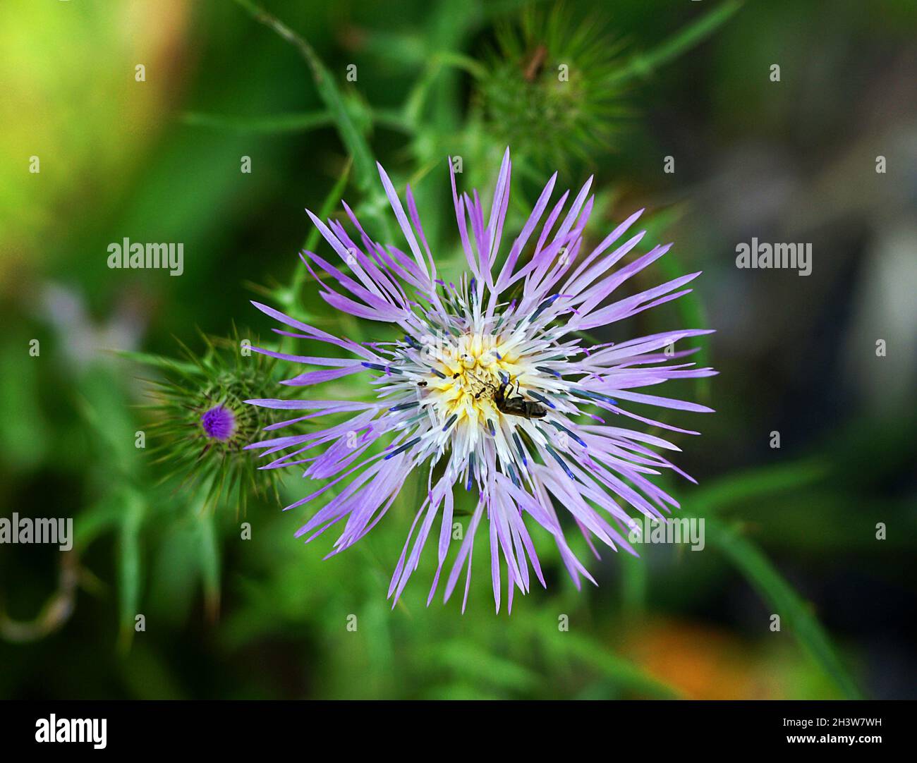 Flowers on plant background Stock Photo - Alamy