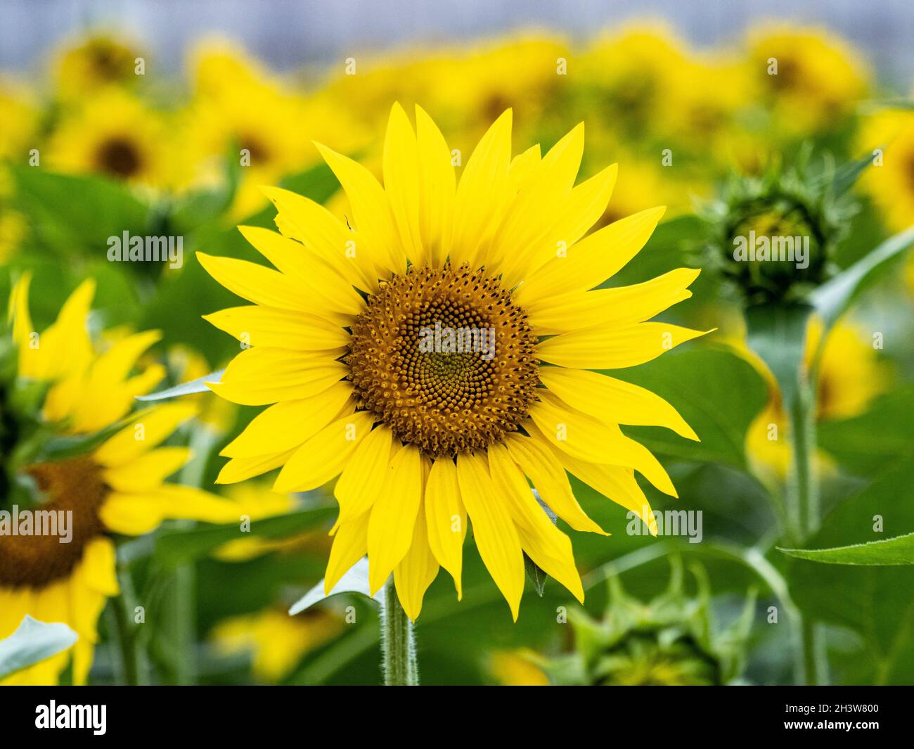 Closeup of sunflowers blooming in a farm field under the sunlight in ...