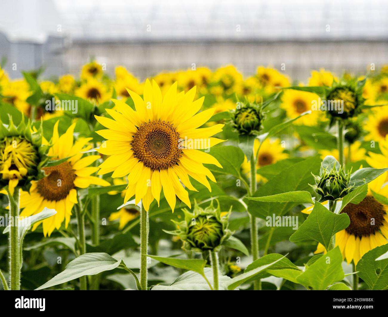 Closeup of sunflowers blooming in a farm field under the sunlight in ...