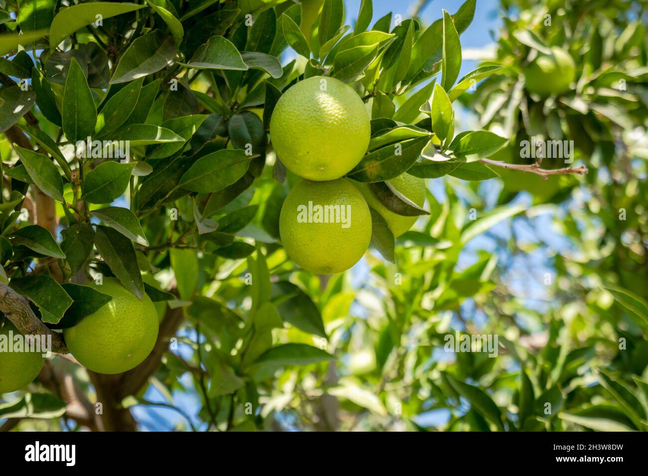 citrus fruit tree close-up, bundle of green citrus growing on a brunch ...