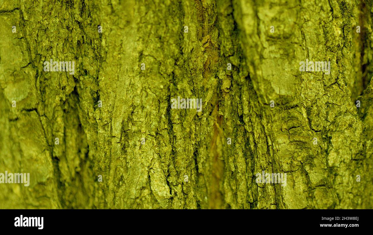 Tree bark for backgrounds and textures Stock Photo - Alamy