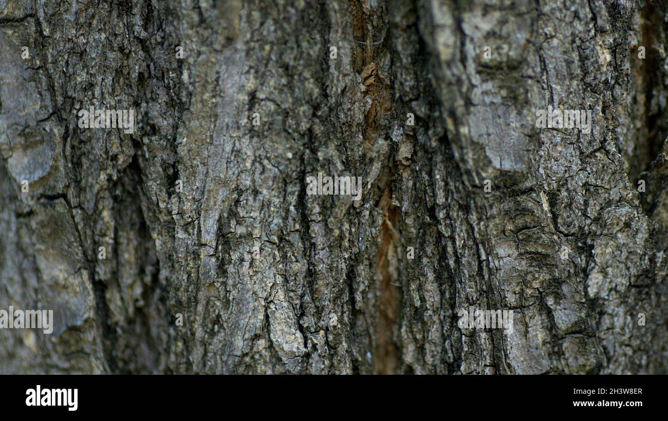 Tree bark for backgrounds and textures Stock Photo - Alamy