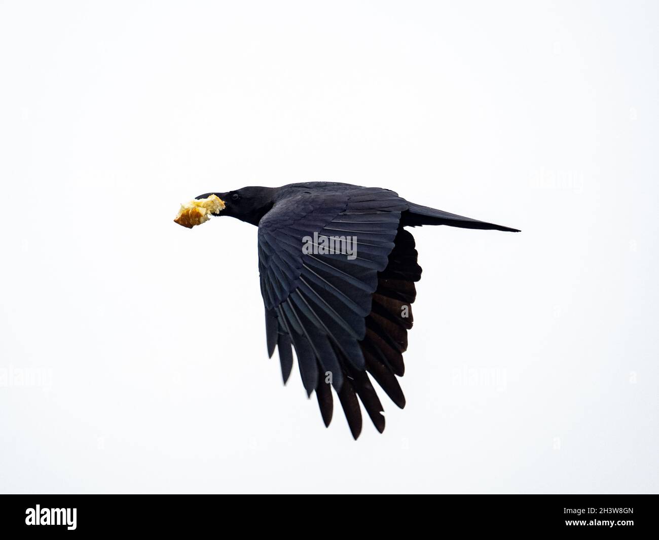 Large-billed Crow flying while holding a piece of bread with its beak ...