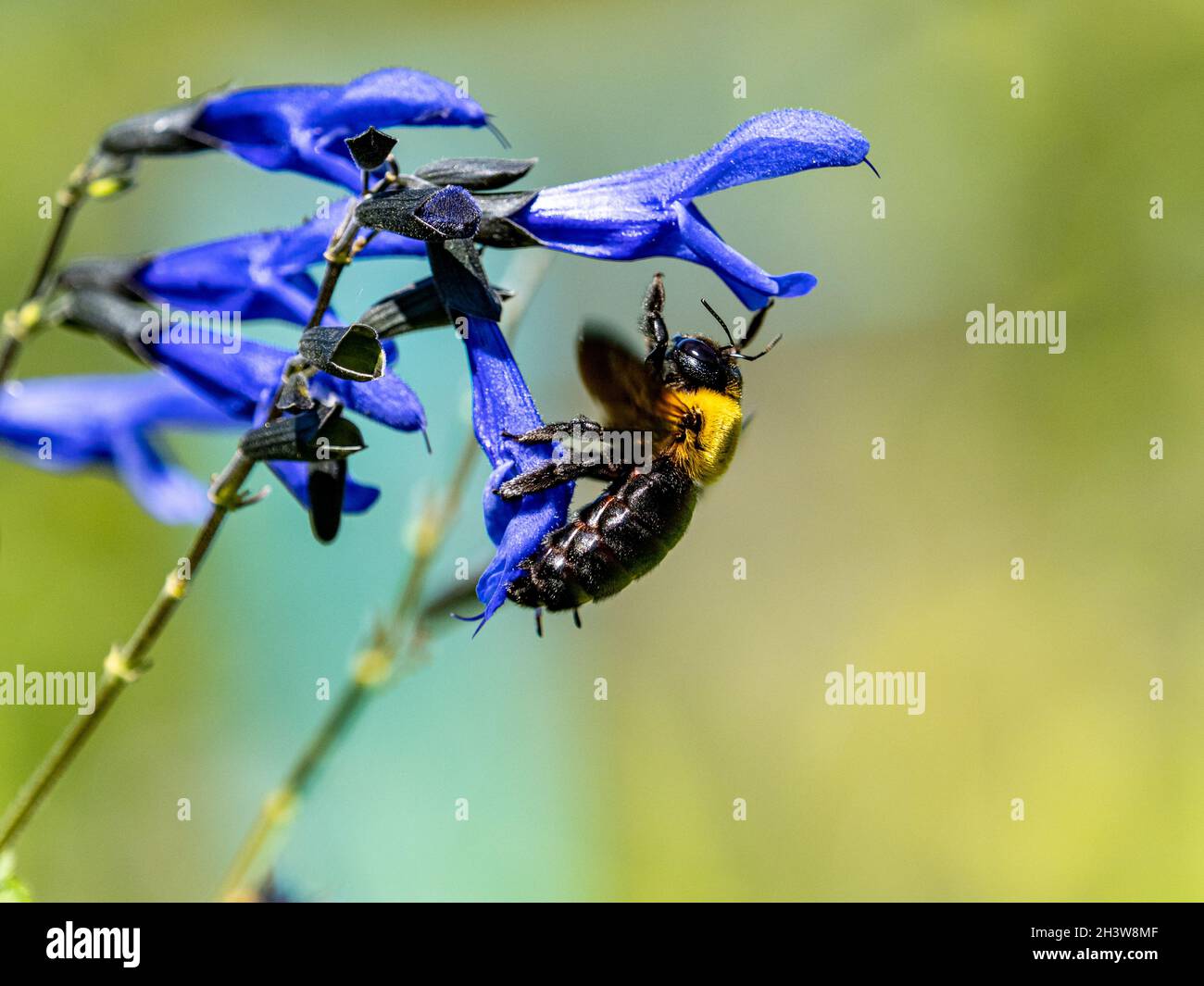 Japanese carpenter bee hi-res stock photography and images - Alamy
