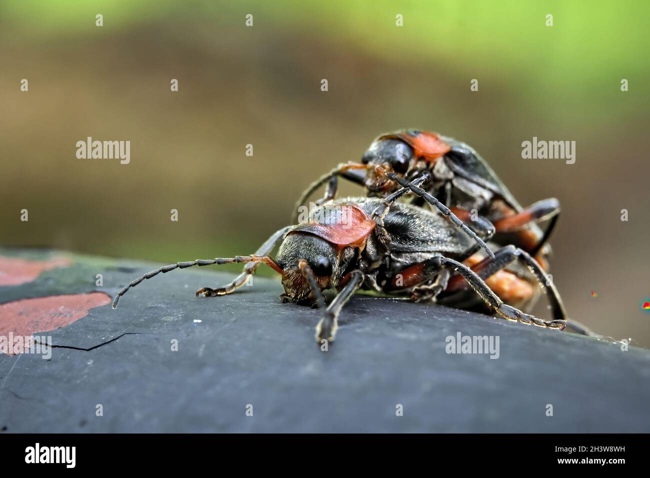 Common soft beetle (Cantharis fusca) mating Stock Photo - Alamy