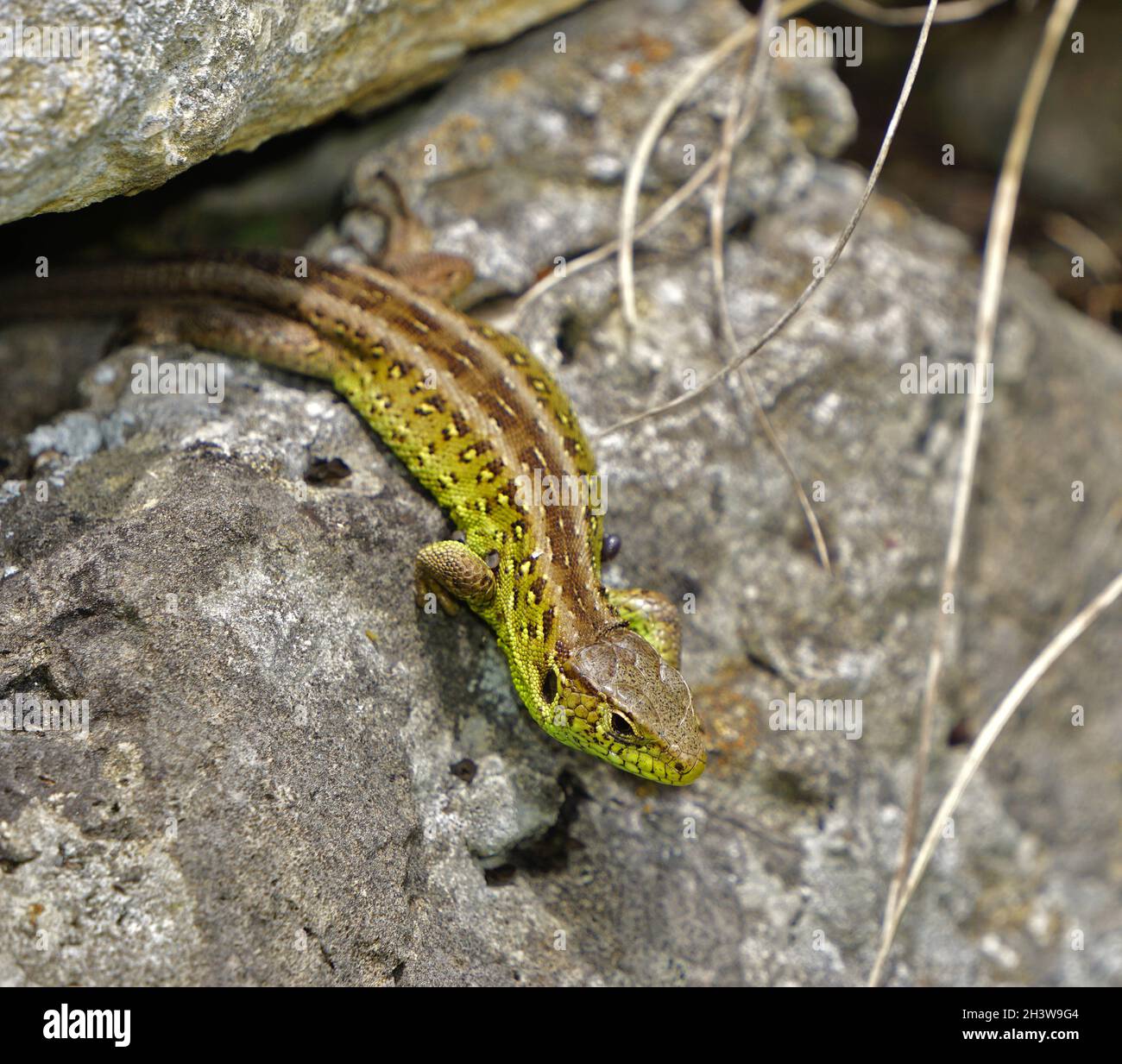 Lizard male hi-res stock photography and images - Alamy