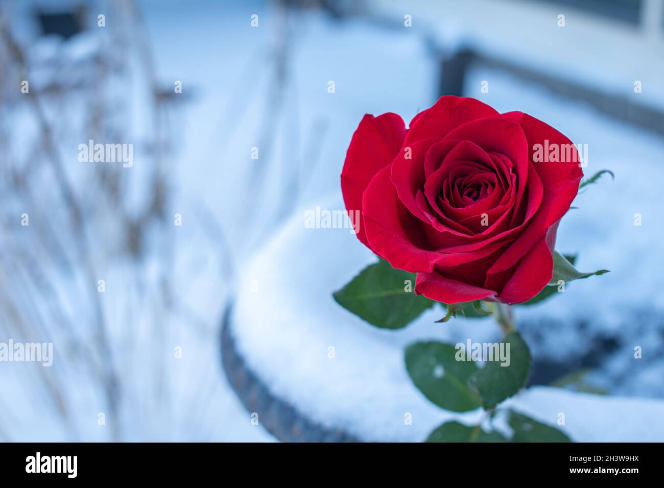Photgraphystudio hi-res stock photography and images - Alamy