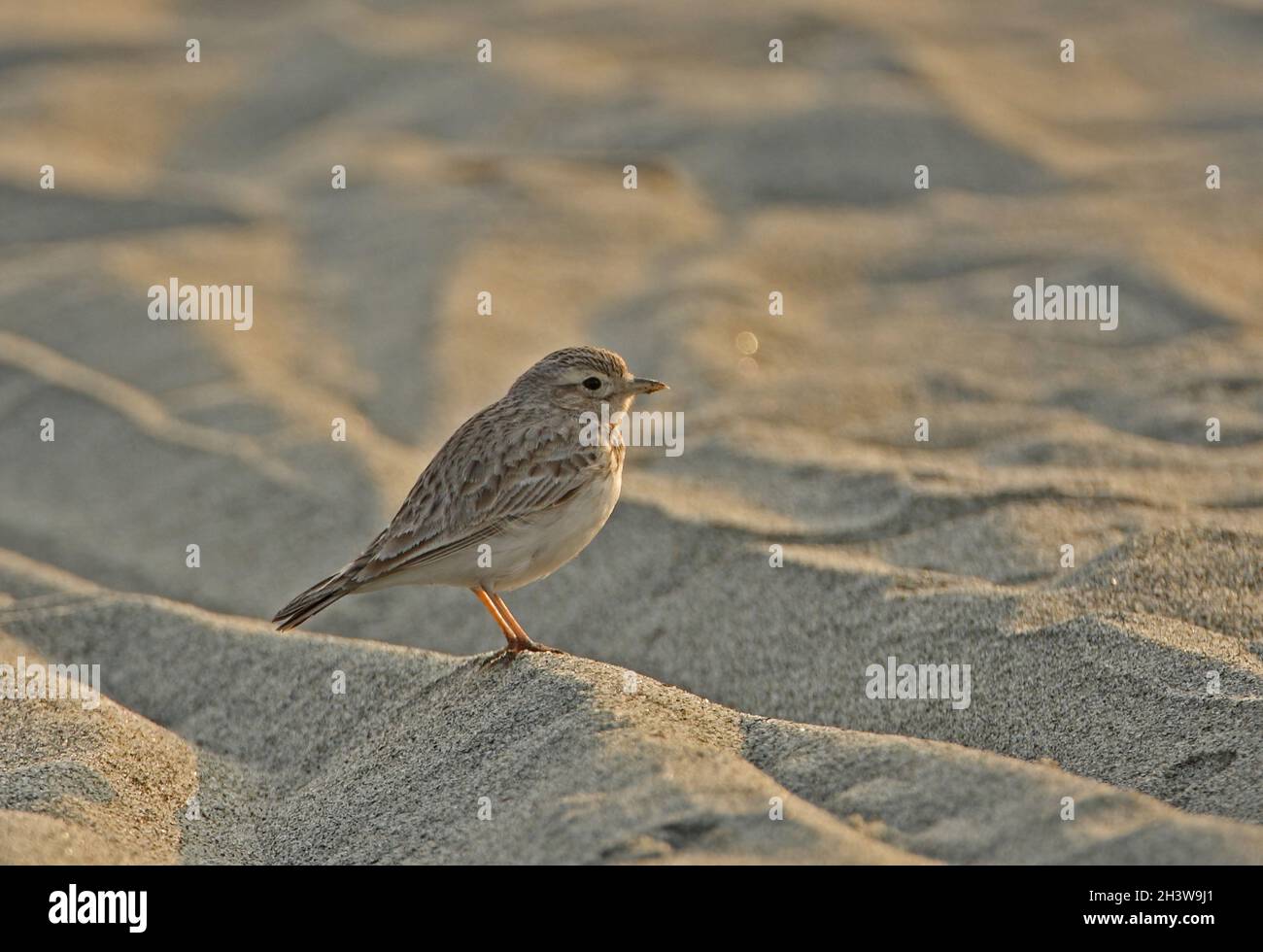 India river bird hi-res stock photography and images - Alamy