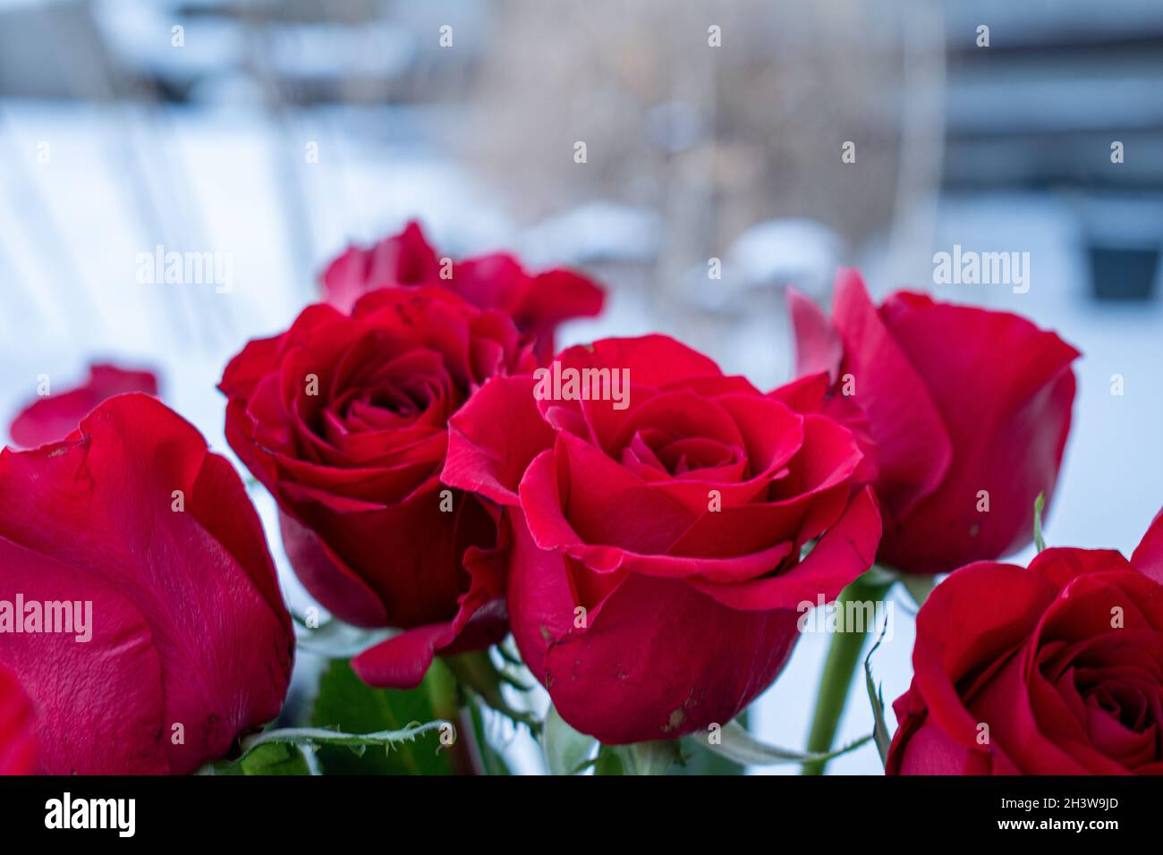 Photgraphystudio hi-res stock photography and images - Alamy