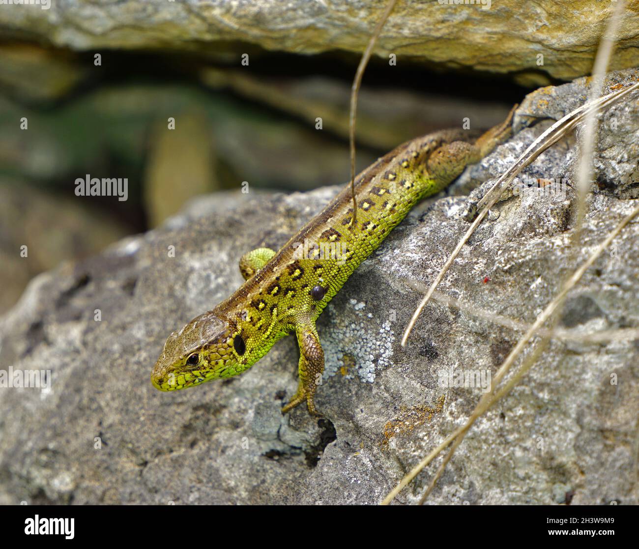Sand lizard, male Stock Photo - Alamy