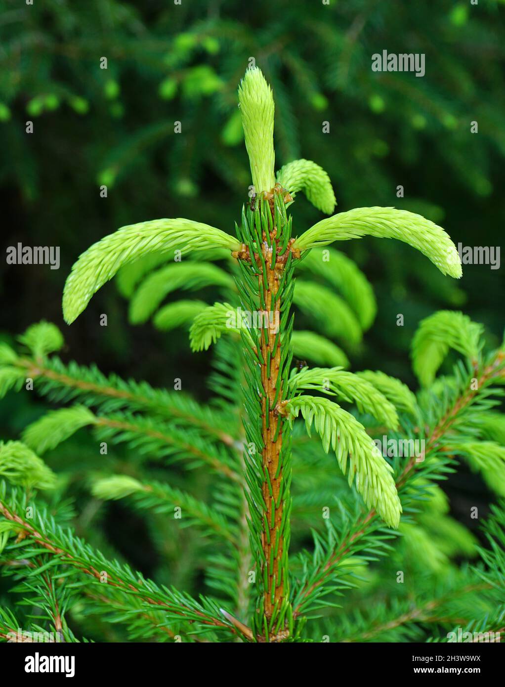 Young shoots in spring hi-res stock photography and images - Alamy