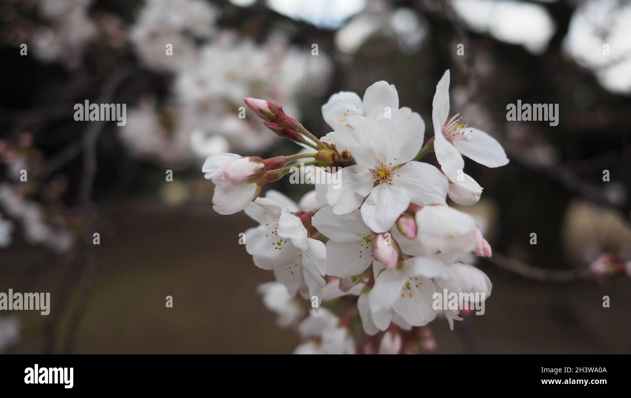 White Cherry blossoms. Sakura trees full bloom in Meguro Ward Tokyo ...