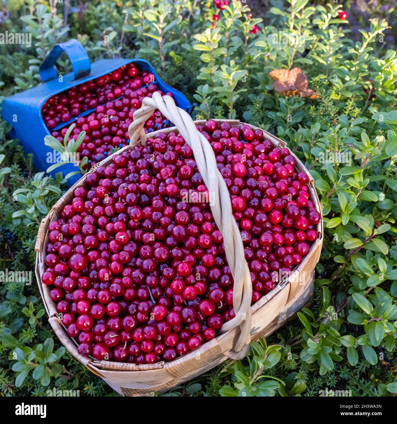 Lingonberries hi-res stock photography and images - Alamy