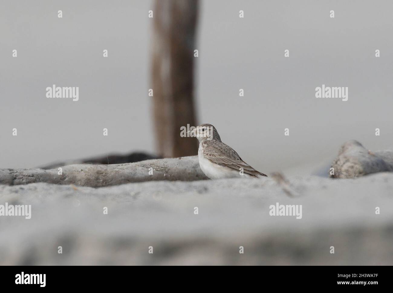 Raytal High Resolution Stock Photography and Images - Alamy