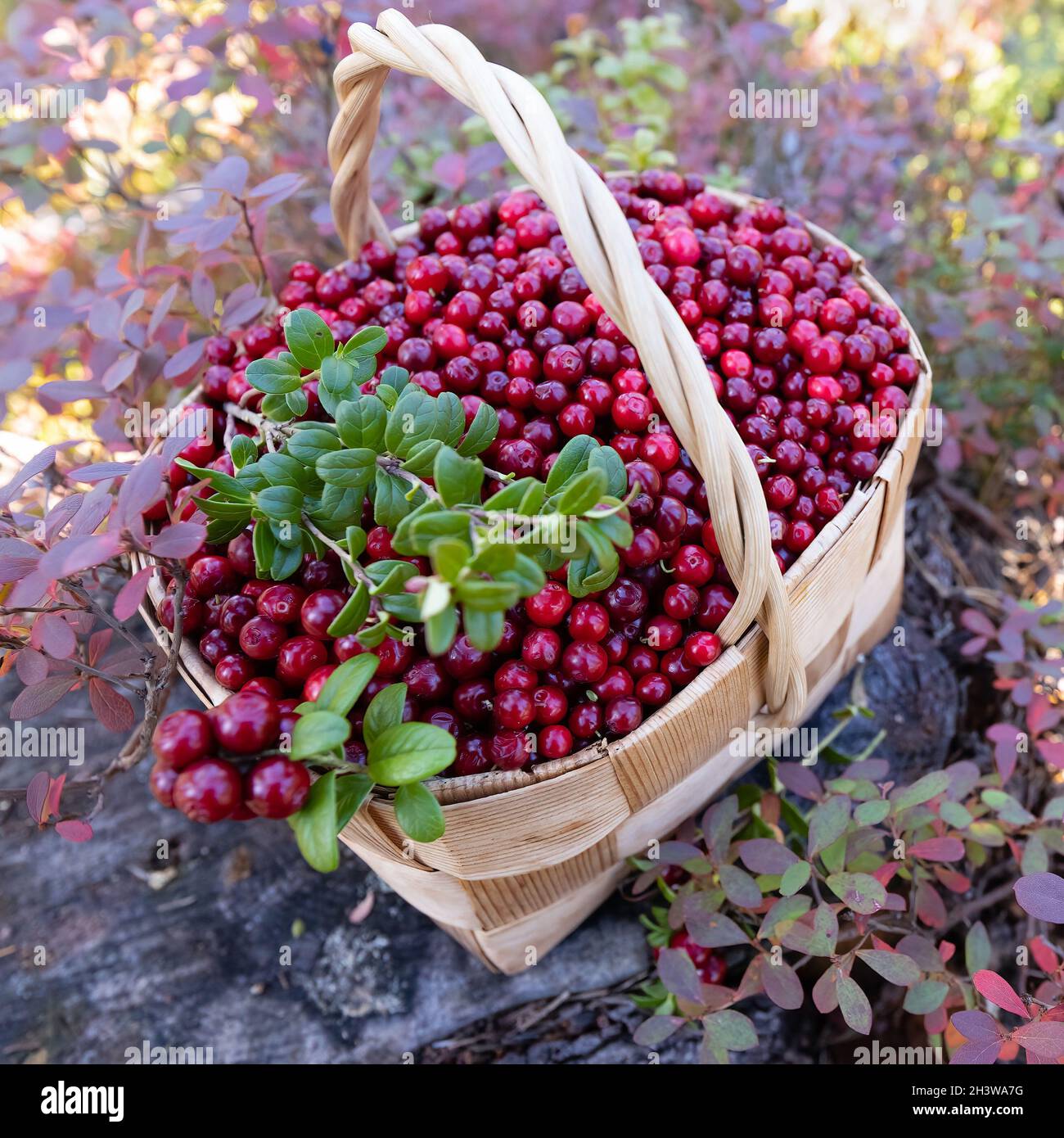 Lingonberries hi-res stock photography and images - Alamy