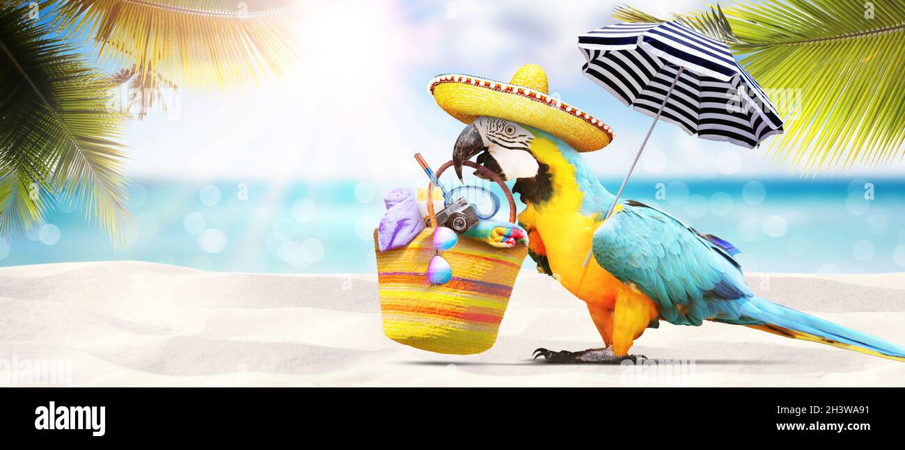 Parrot in the sun on tropical beach - summer holiday Stock Photo - Alamy