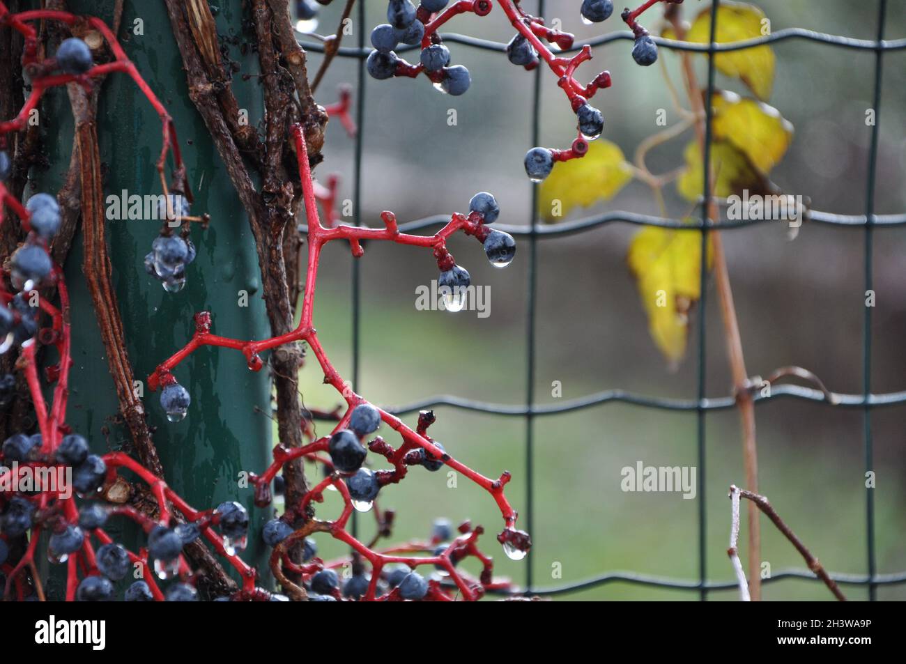 Rain droplets on wild blue berries defrost metal wire Stock Photo - Alamy