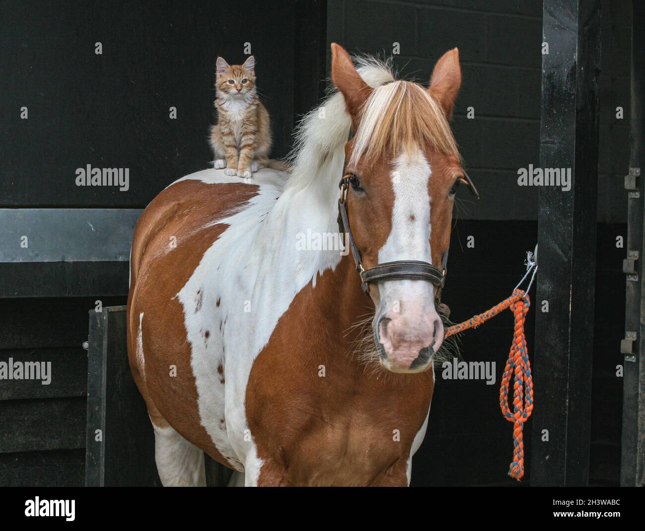 Best friends, An adorable ginger kitten sitting on his best friend a ...