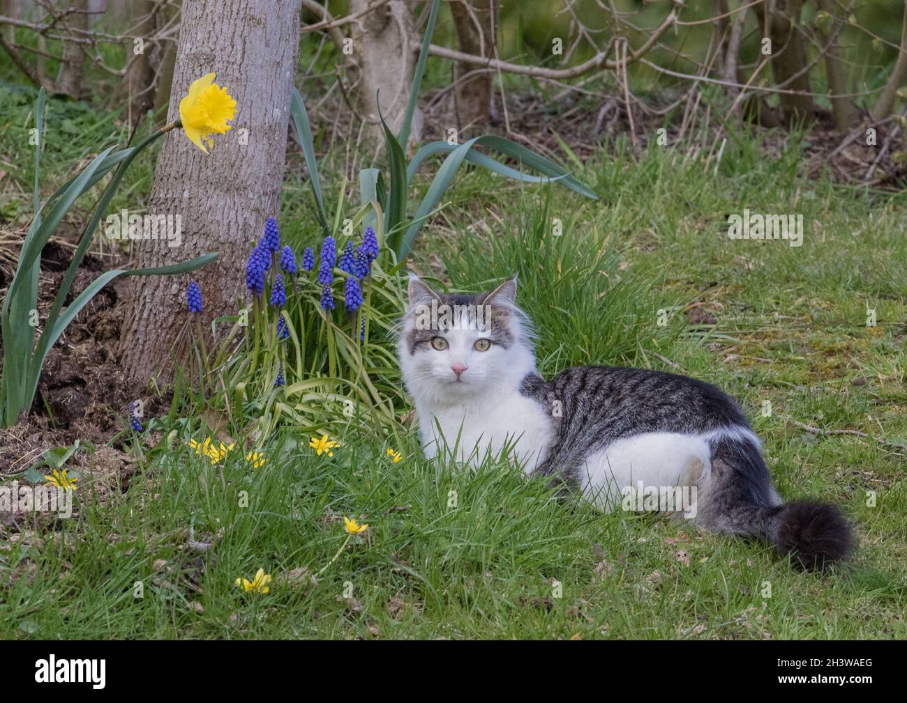 A tabby and white cat laying amongst the spring flowers . Suffolk , UK ...