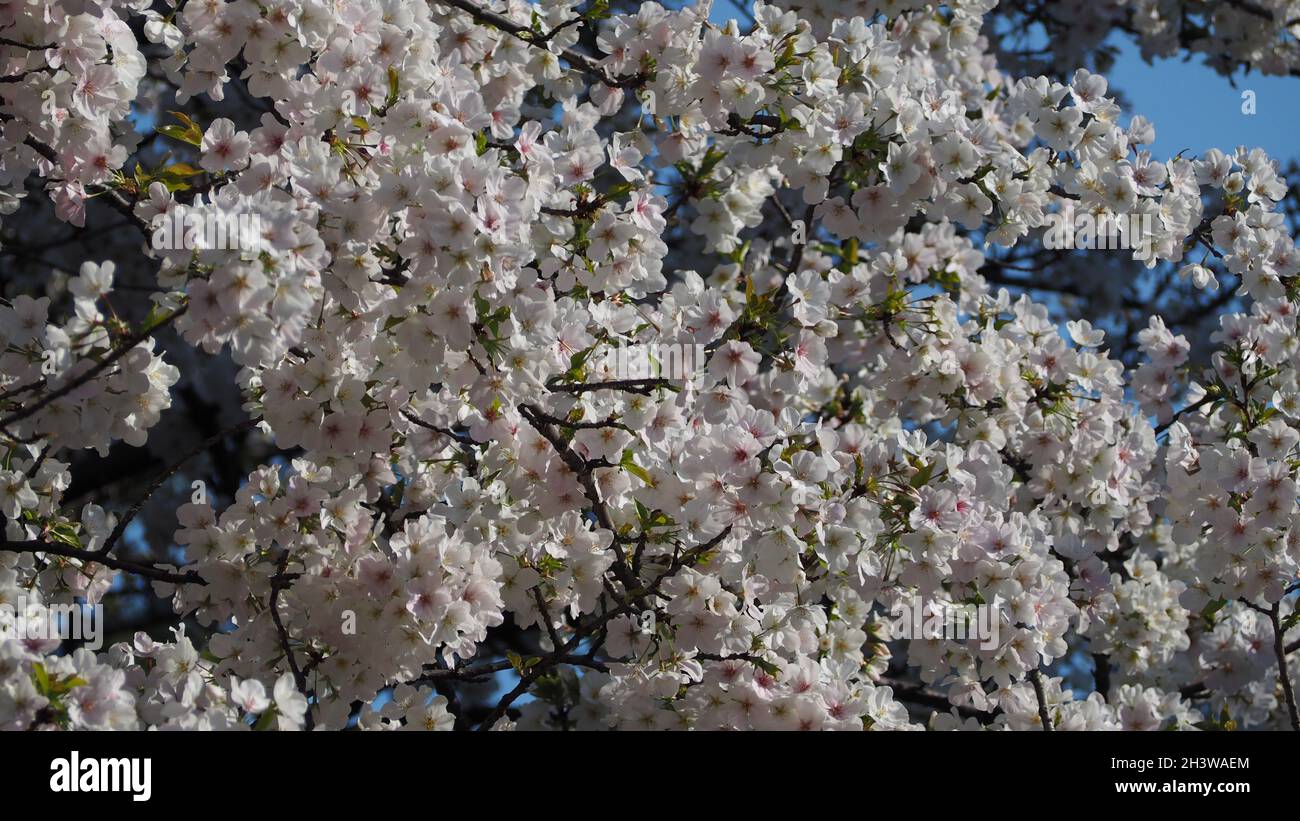 White Cherry blossoms. Sakura trees full bloom in Meguro Ward Tokyo ...
