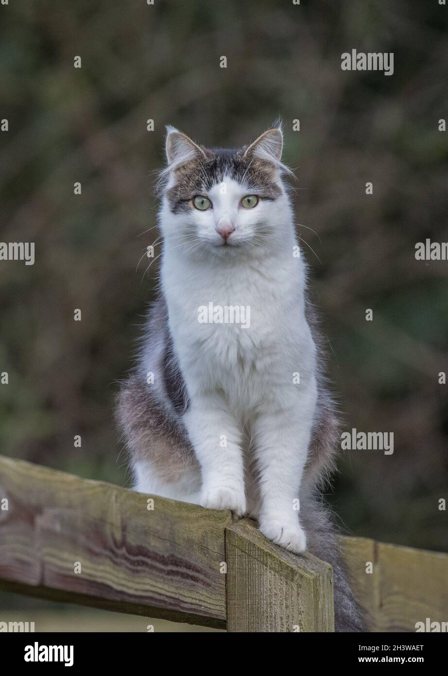 A smart tabby and white long haired cat sitting upright on a post and ...