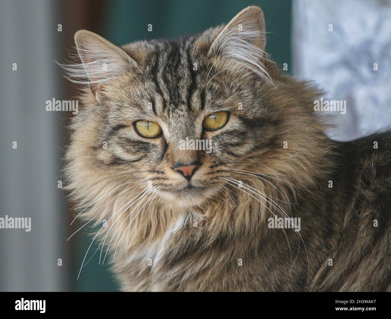 A fluffy tabby Norwegian Forest type cat Stock Photo - Alamy