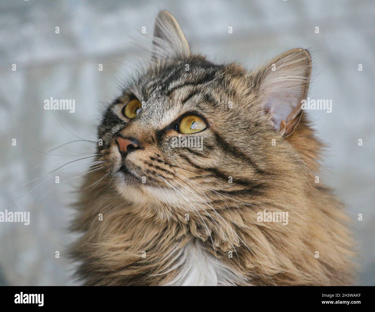 A fluffy tabby Norwegian Forest type cat Stock Photo - Alamy
