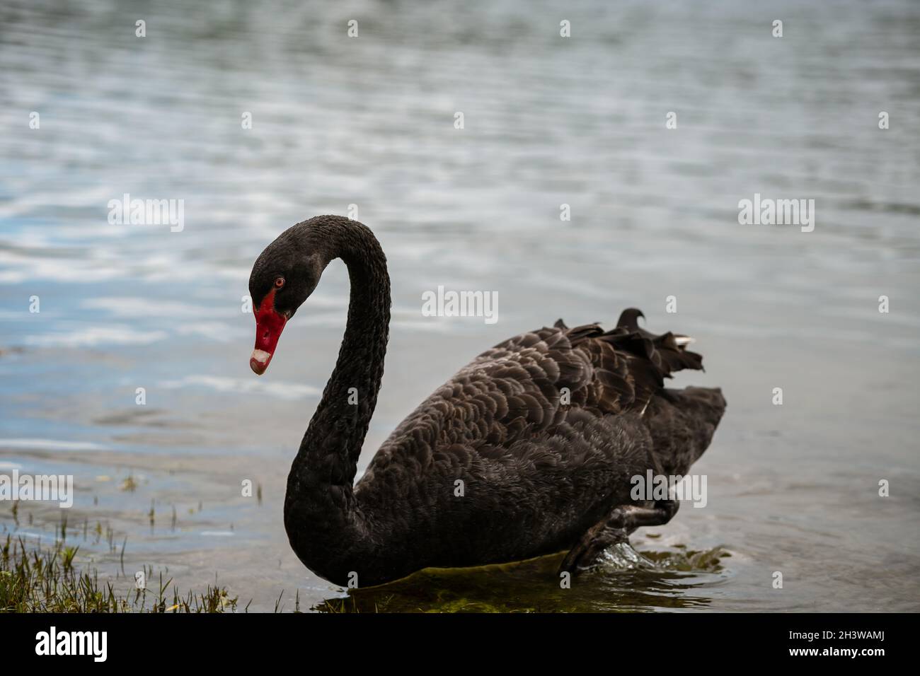 Black swan on the lake Tutira, New Zealand Stock Photo - Alamy