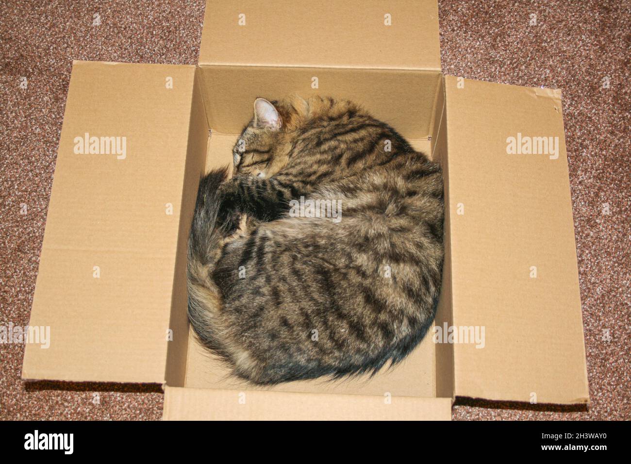1st class delivery - cat in a box. A tabby cat curled up in a cardboard ...