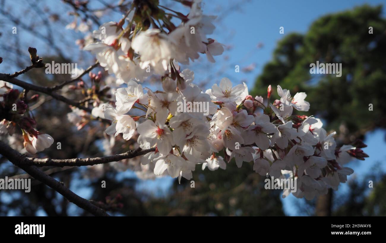 White Cherry blossoms. Sakura trees full bloom in Meguro Ward Tokyo ...
