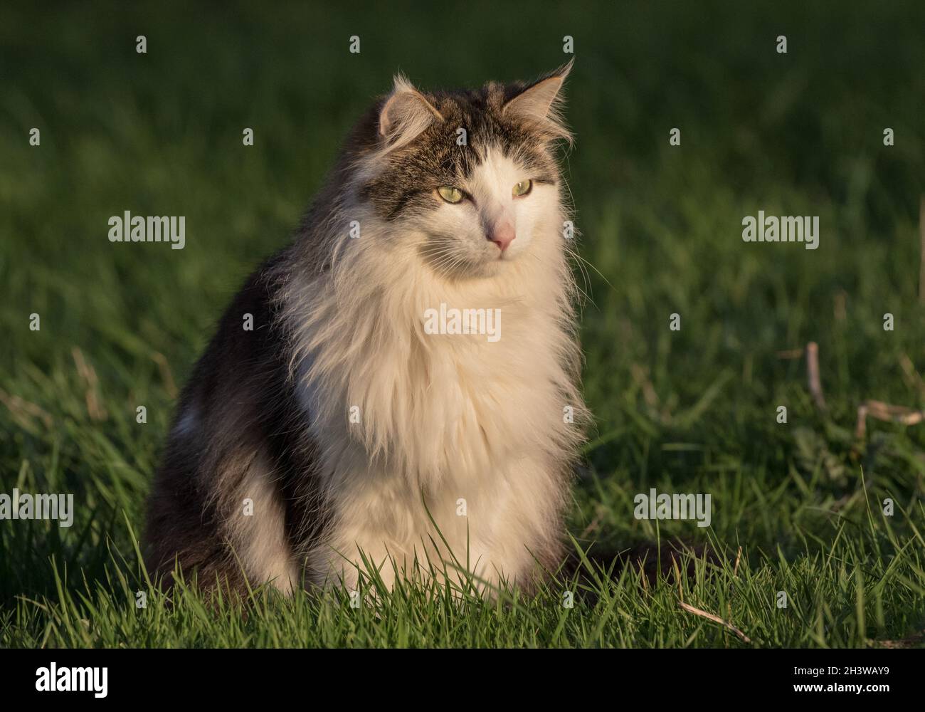 A very long haired tabby and white cat sitting in the golden light of ...