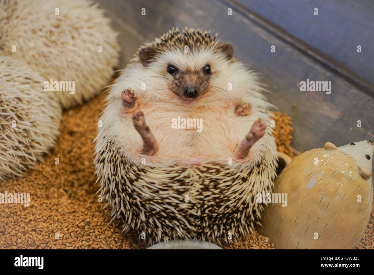 Cute image of hedgehog (Four-toed hedgehog Stock Photo - Alamy