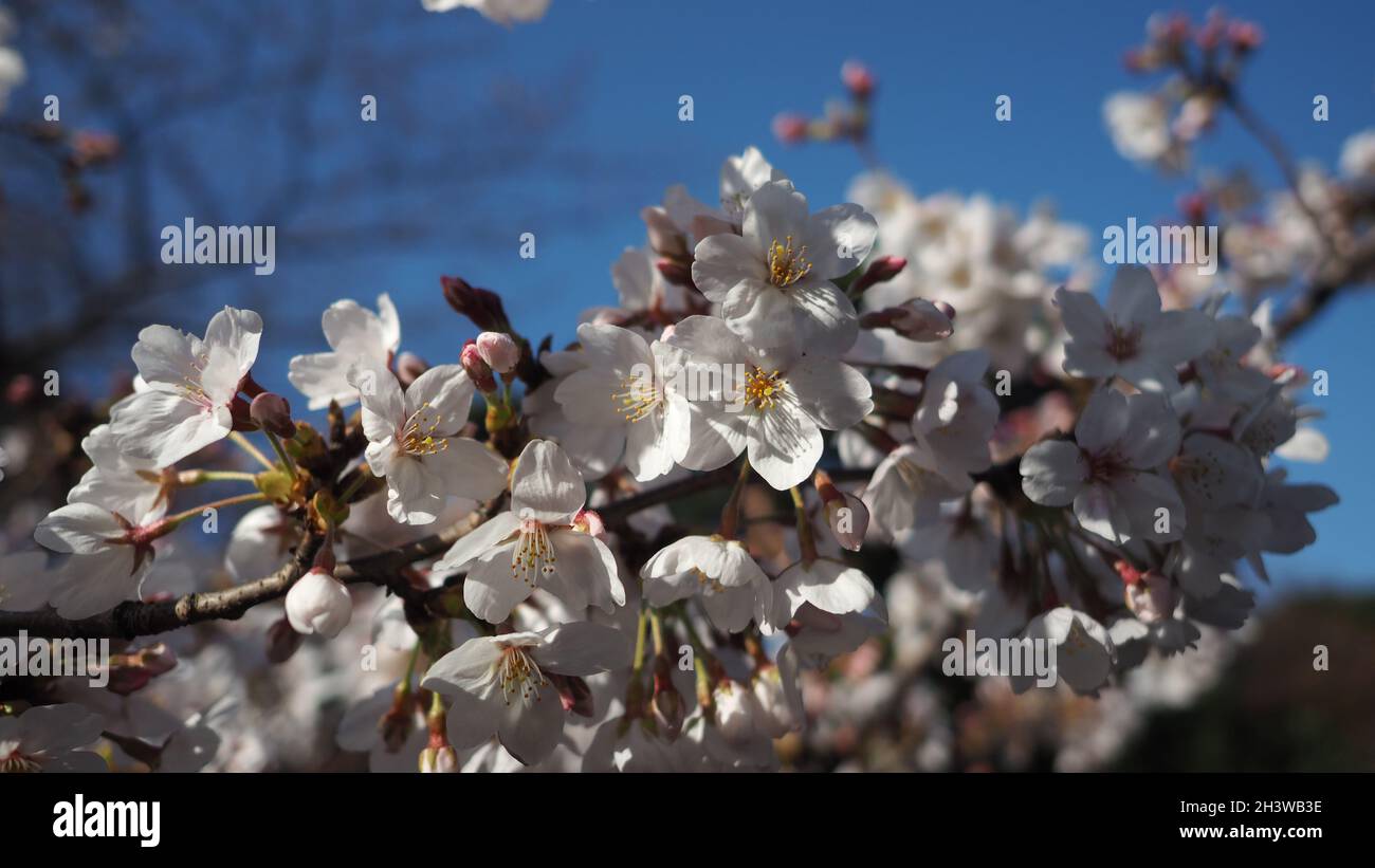 White Cherry blossoms. Sakura trees full bloom in Meguro Ward Tokyo ...