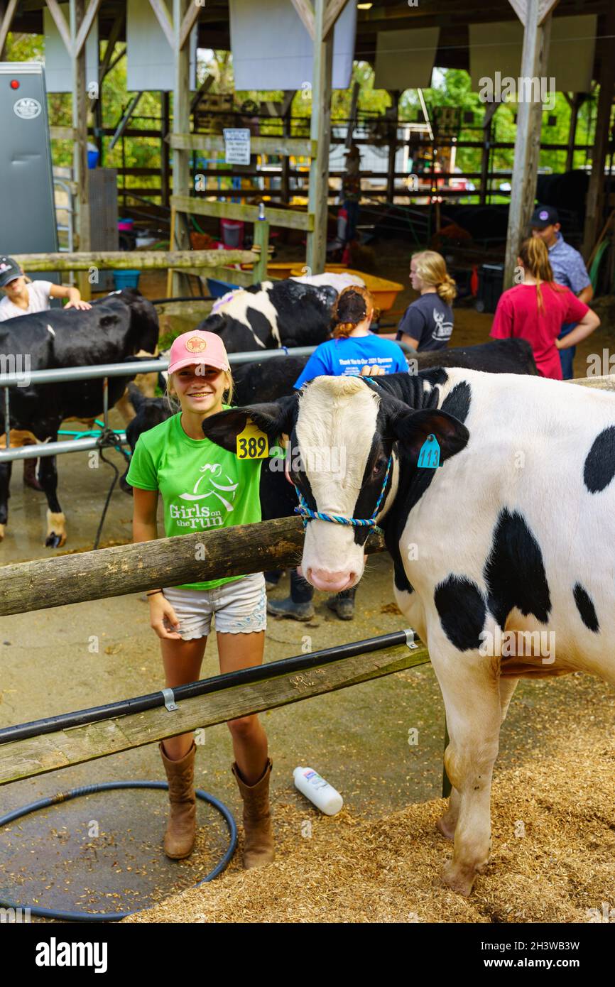 Manheim, PA, USA - October 8, 2021: Washing your cow is a part of the ...