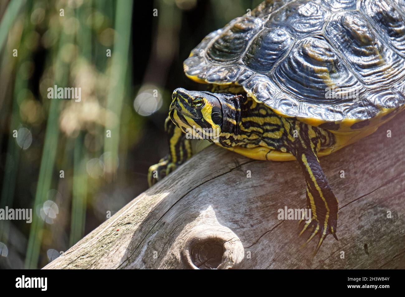 Yellow-bellied Ornate Tortoise / Yellow-cheeked Ornate Tortoise ...