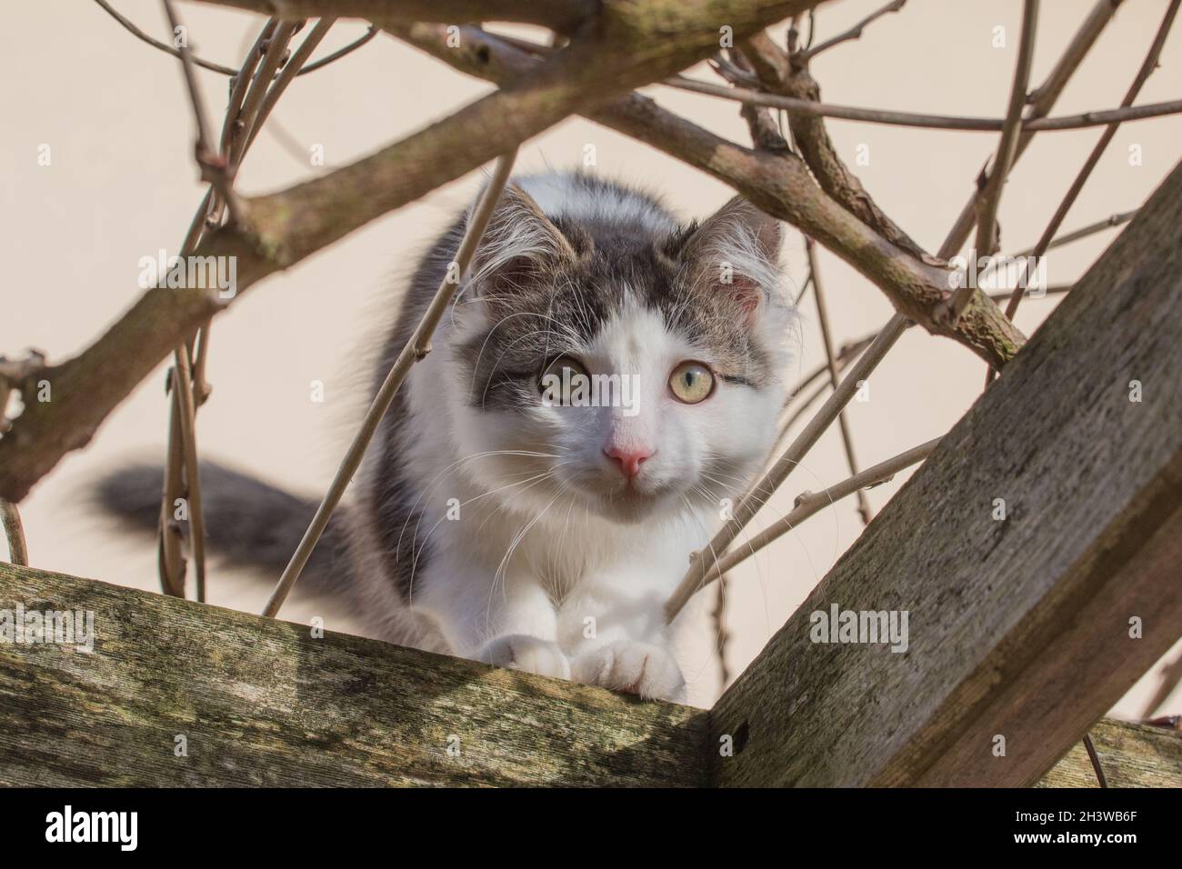 A young tabby and white long haired cat climbing around in the trees ...